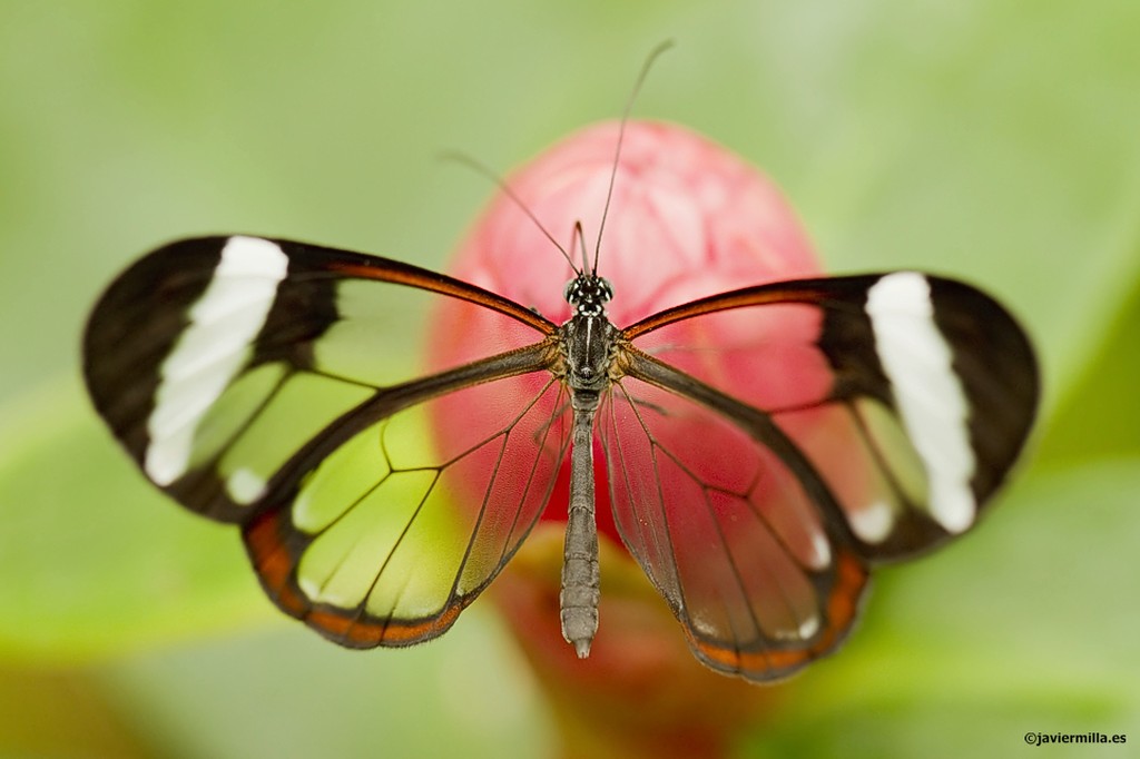 Butterflies | Mariposario del Drago-Tenerife